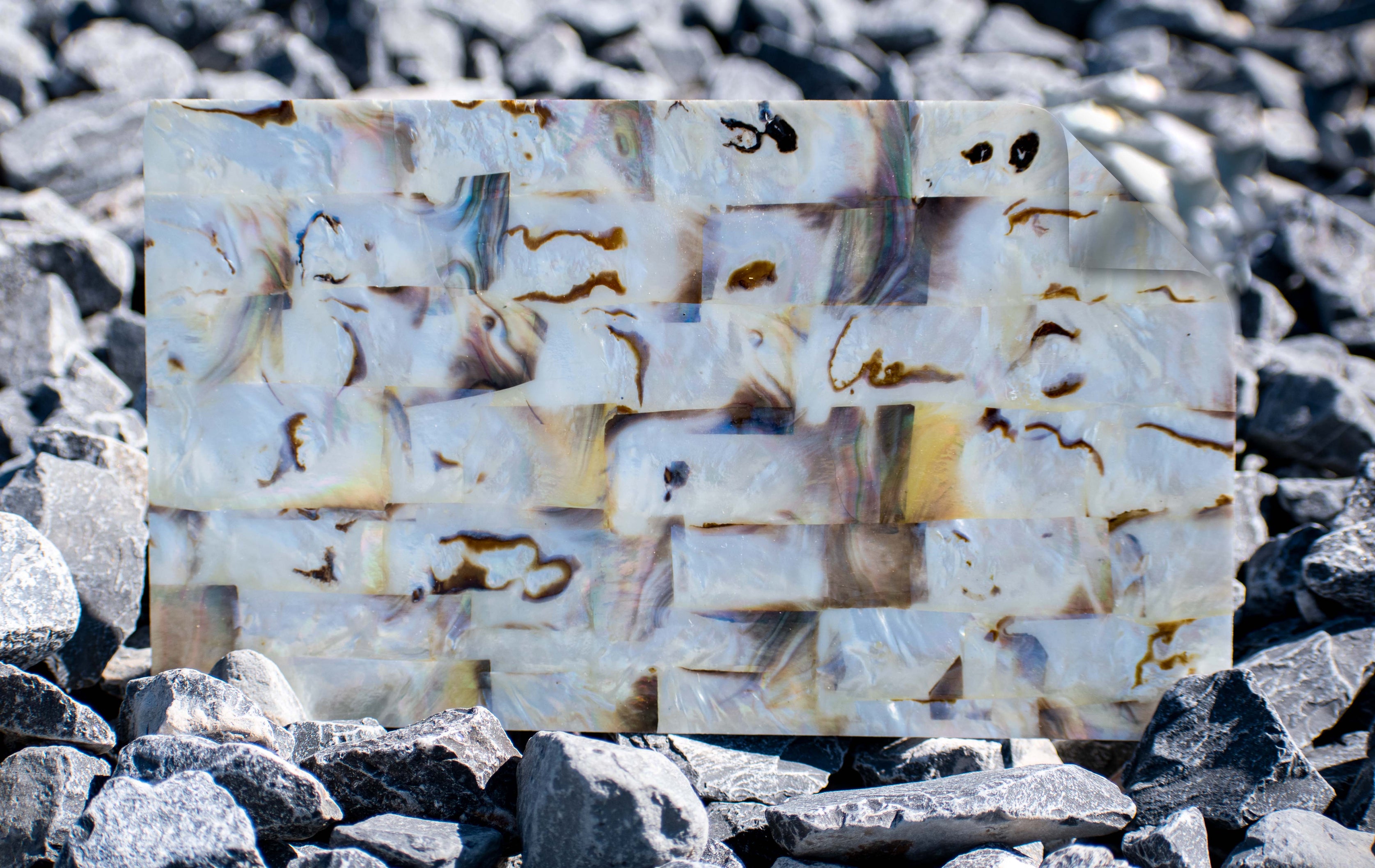 Shell Veneer - Art created by nature