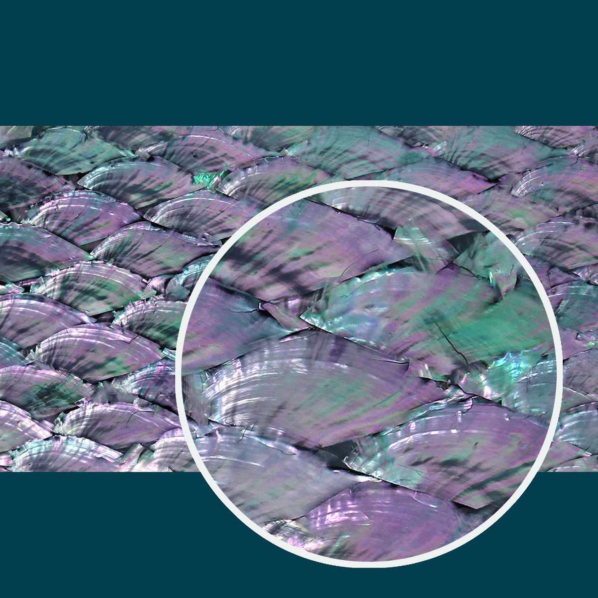 Pearl Natural Gray Metallic Abalone Shell Veneer